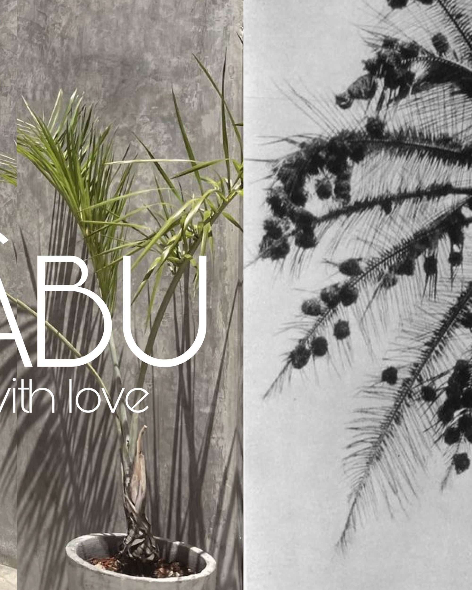 TAÂBU – Taabu